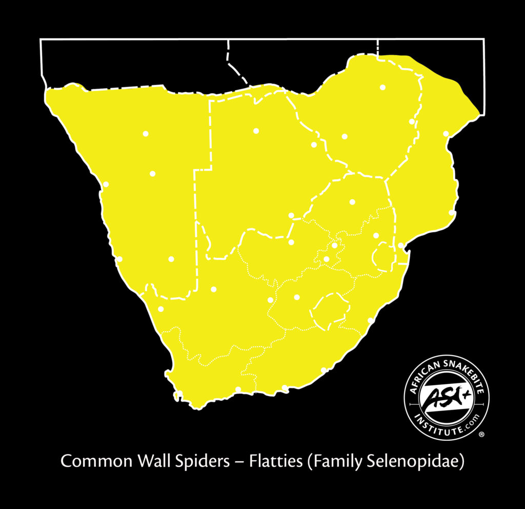 Common Wall Spider - African Snakebite Institute