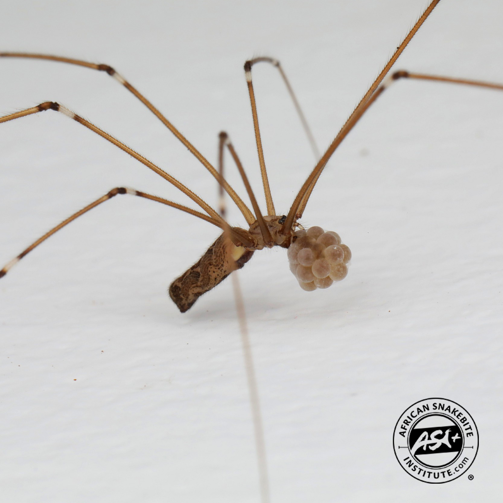 Daddy Long-Legs Spider - African Snakebite Institute