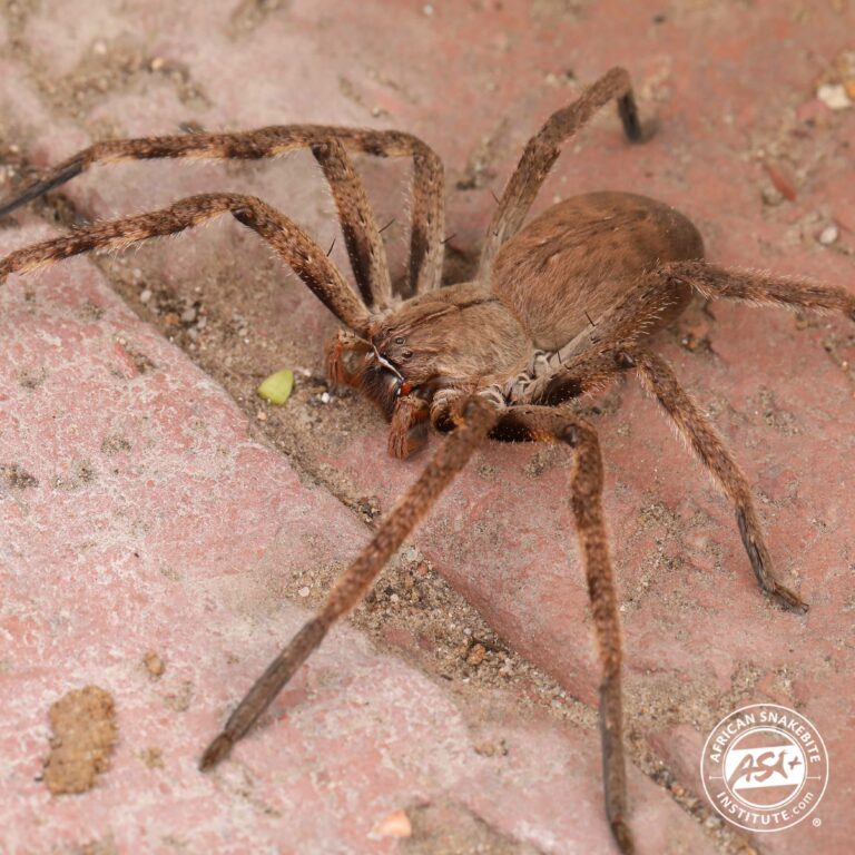 Spiders - African Snakebite Institute