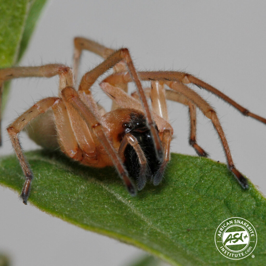 Sac Spider - African Snakebite Institute