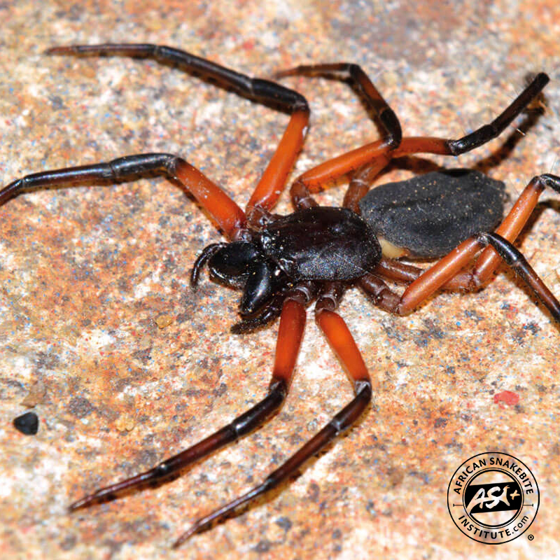 Scorpion Spider - African Snakebite Institute