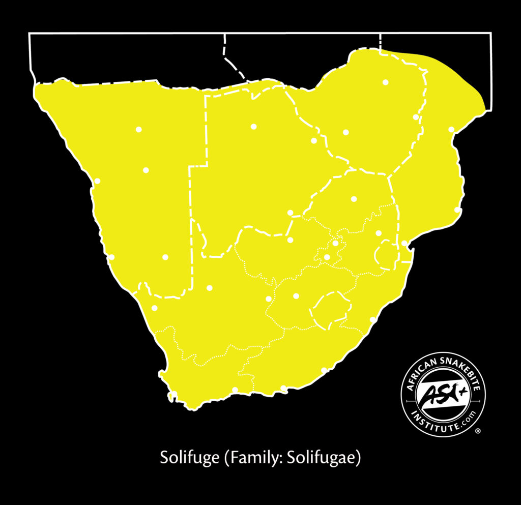 Solifuge - African Snakebite Institute