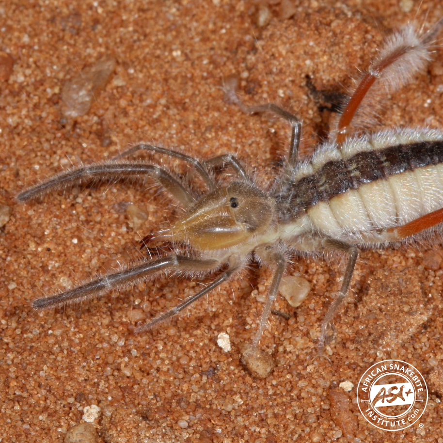 Solifuge - African Snakebite Institute
