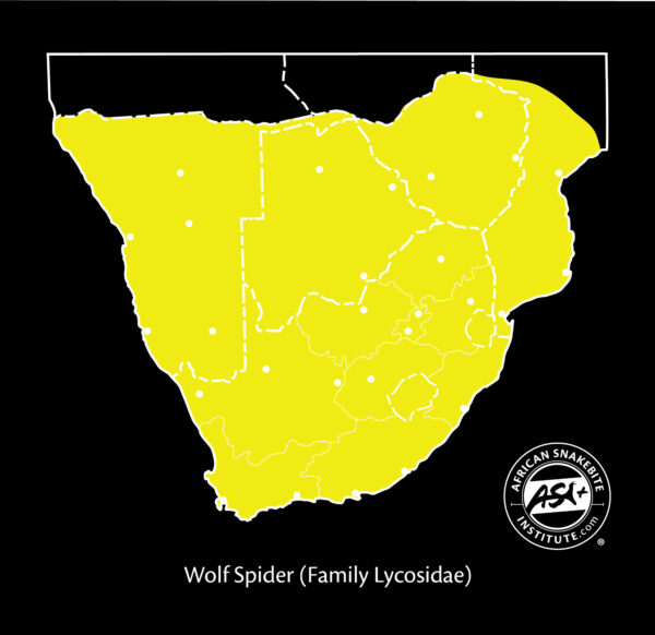 Wolf Spider - African Snakebite Institute