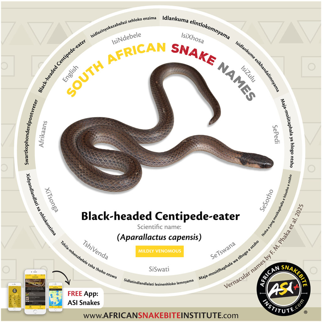 Black-headed Centipede-eater - African Snakebite Institute