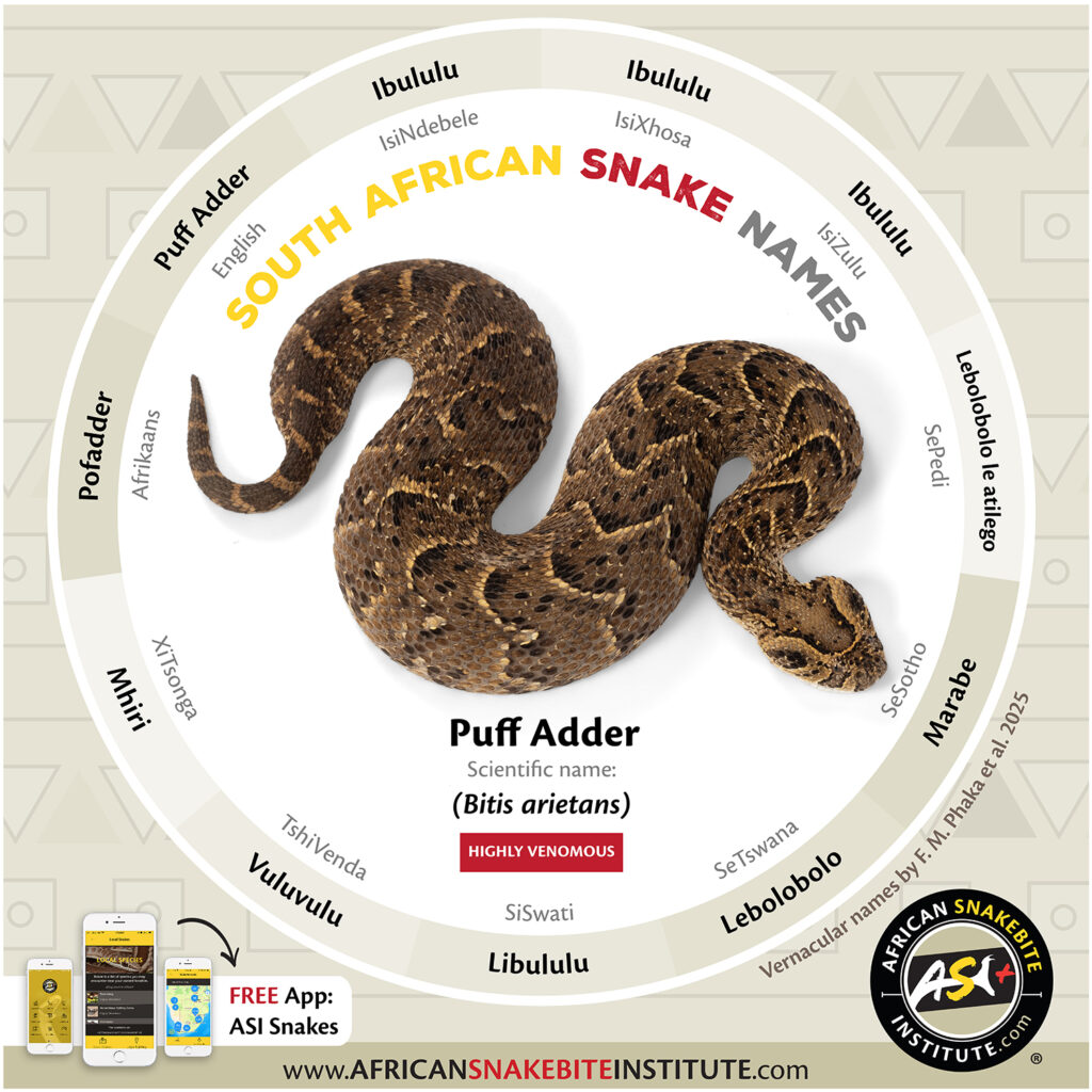 Puff Adder - African Snakebite Institute