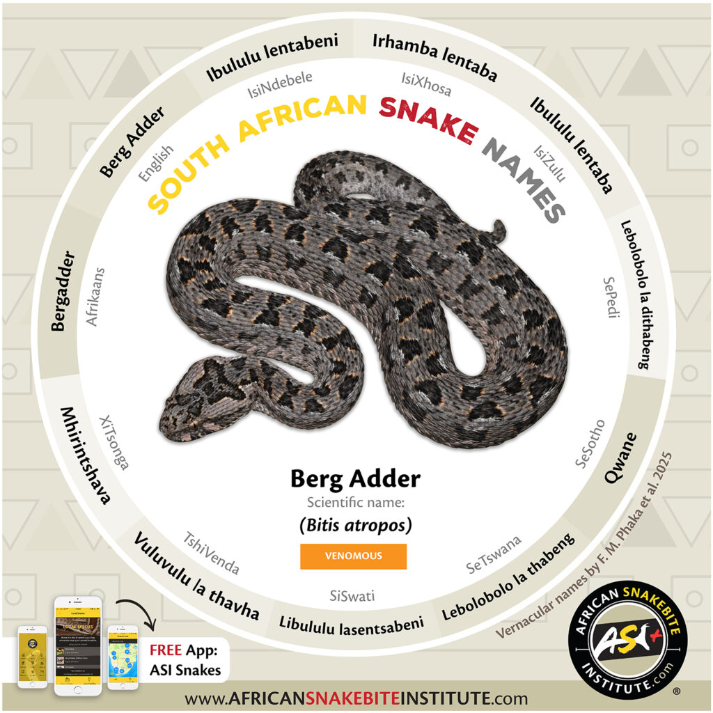 Local Snake Names - South Africa - African Snakebite Institute