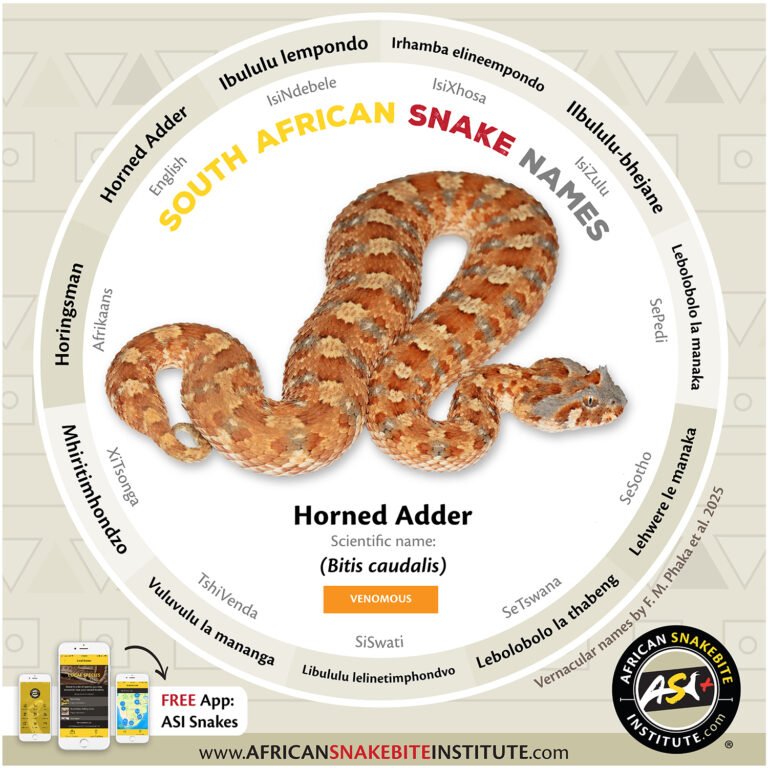 Horned Adder - African Snakebite Institute