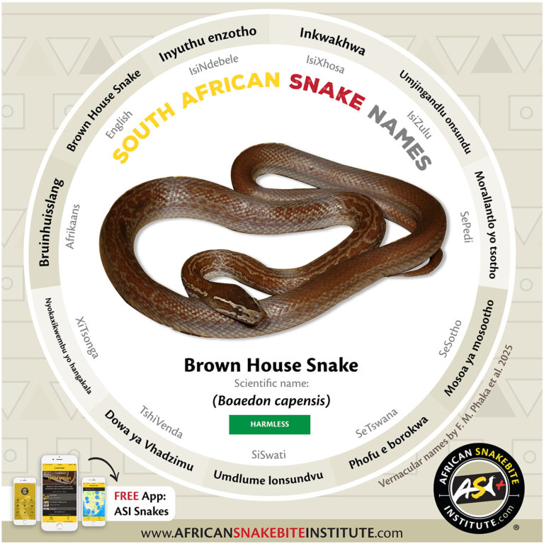 Brown House Snake - African Snakebite Institute