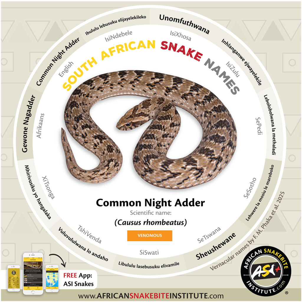 Common Night Adder - African Snakebite Institute