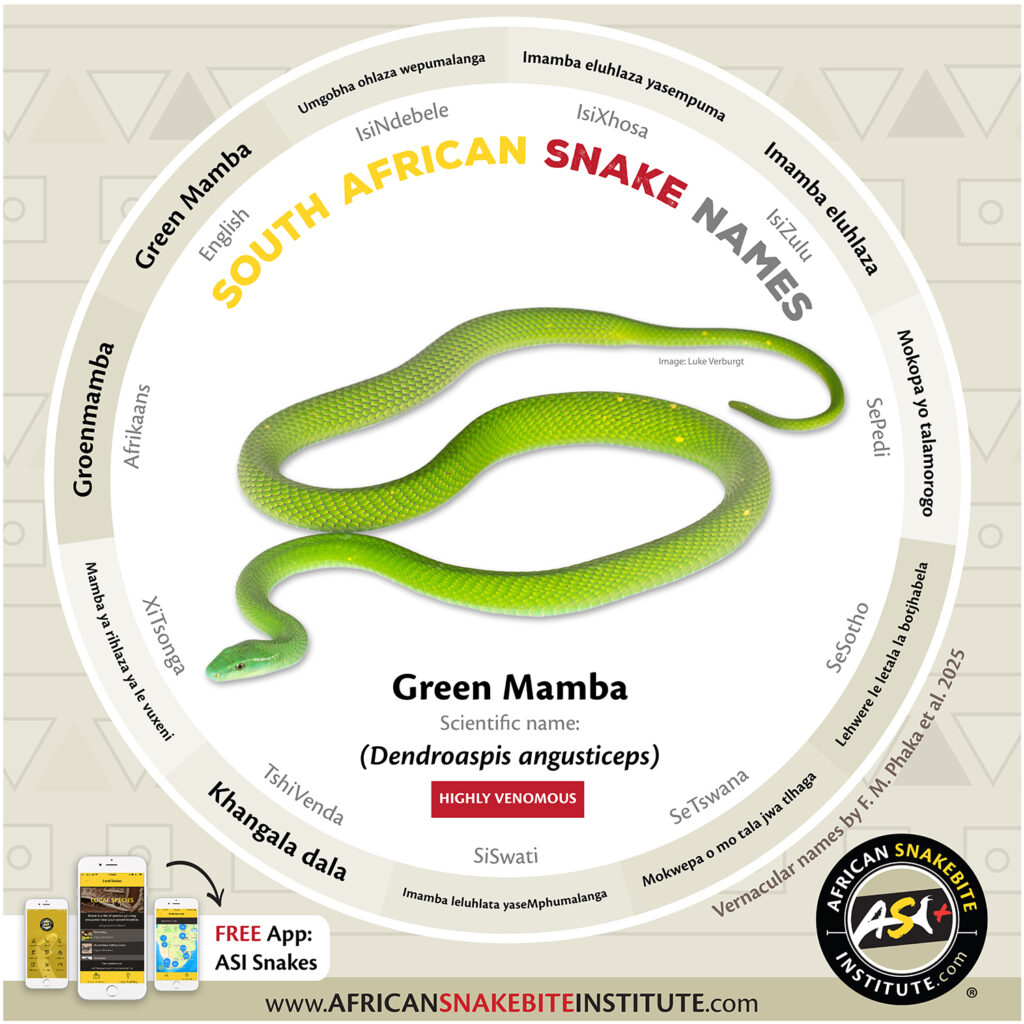 Local Snake Names - South Africa - African Snakebite Institute