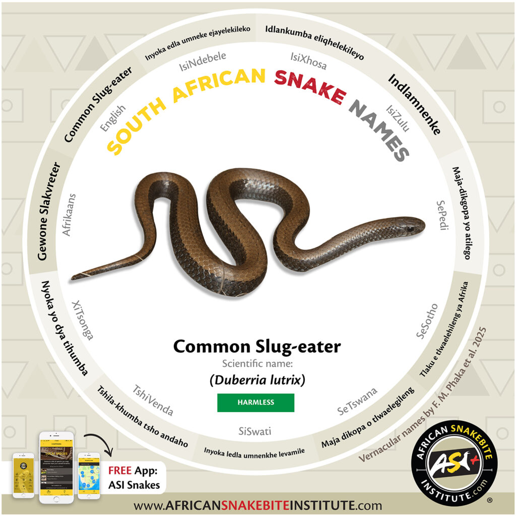 Common Slug-eater - African Snakebite Institute