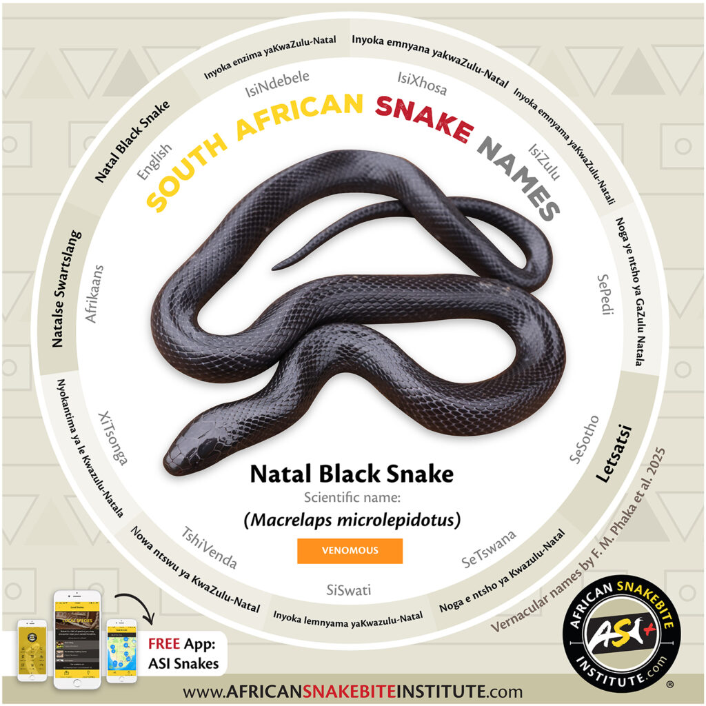 Natal Black Snake - African Snakebite Institute