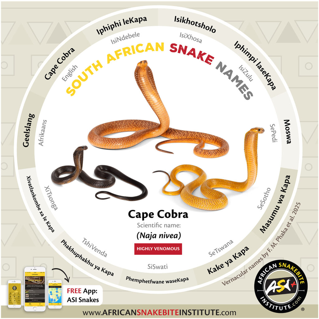 Cape Cobra - African Snakebite Institute