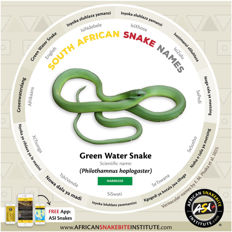 Green Water Snake - African Snakebite Institute