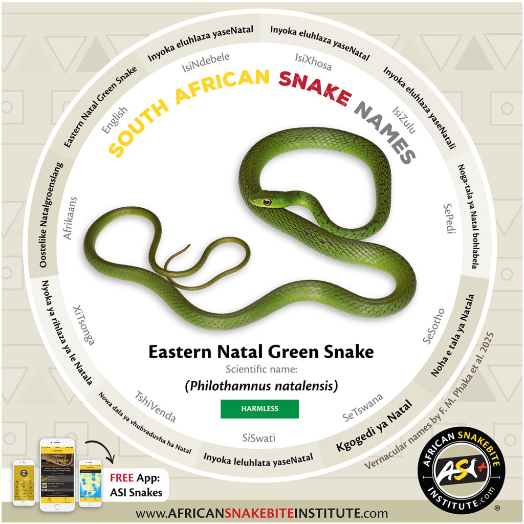 Eastern Natal Green Snake - African Snakebite Institute
