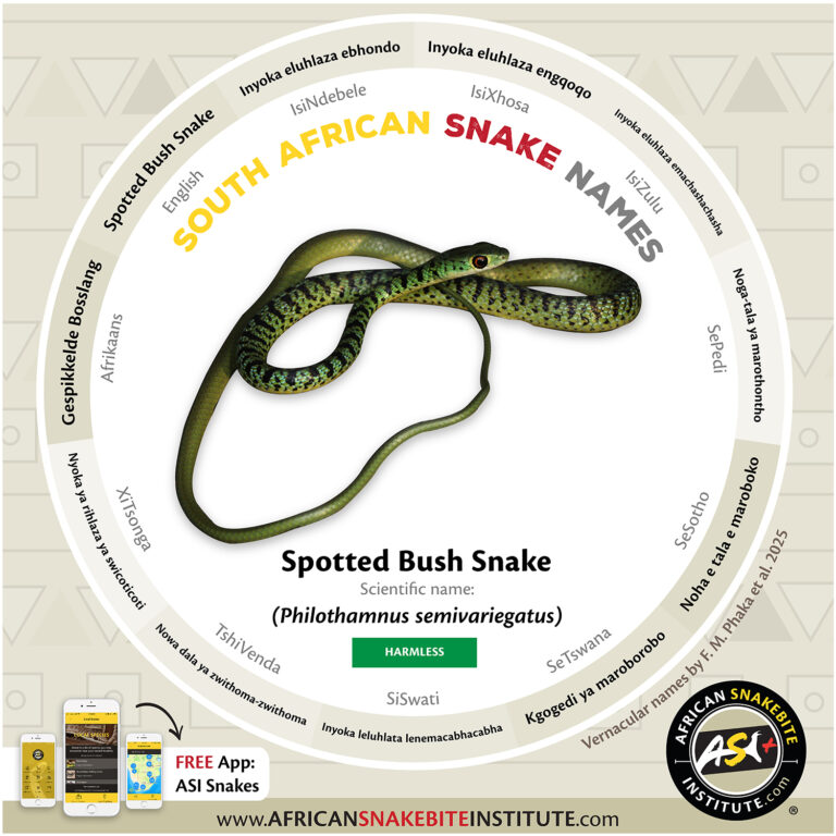 Spotted Bush Snake - African Snakebite Institute