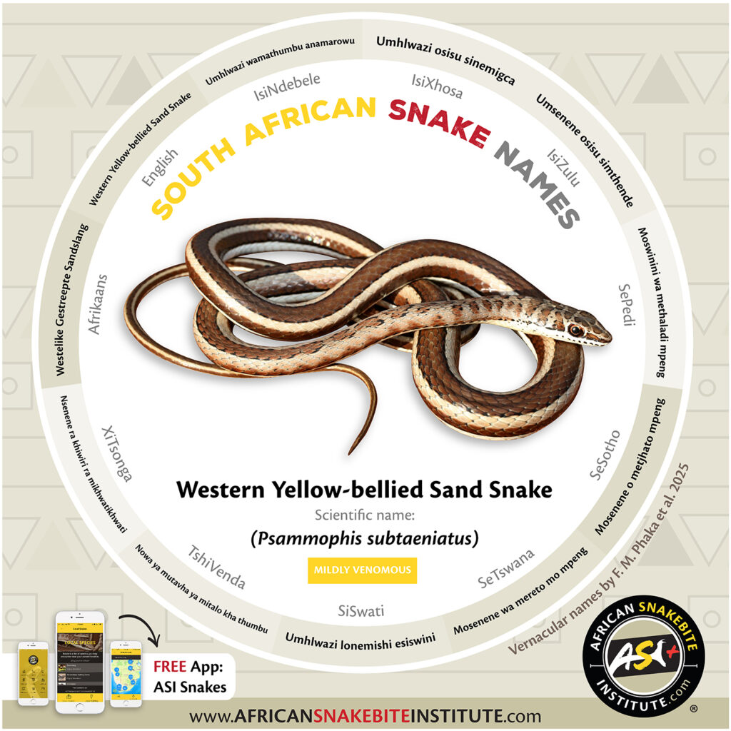Western Yellow-bellied Sand Snake - African Snakebite Institute