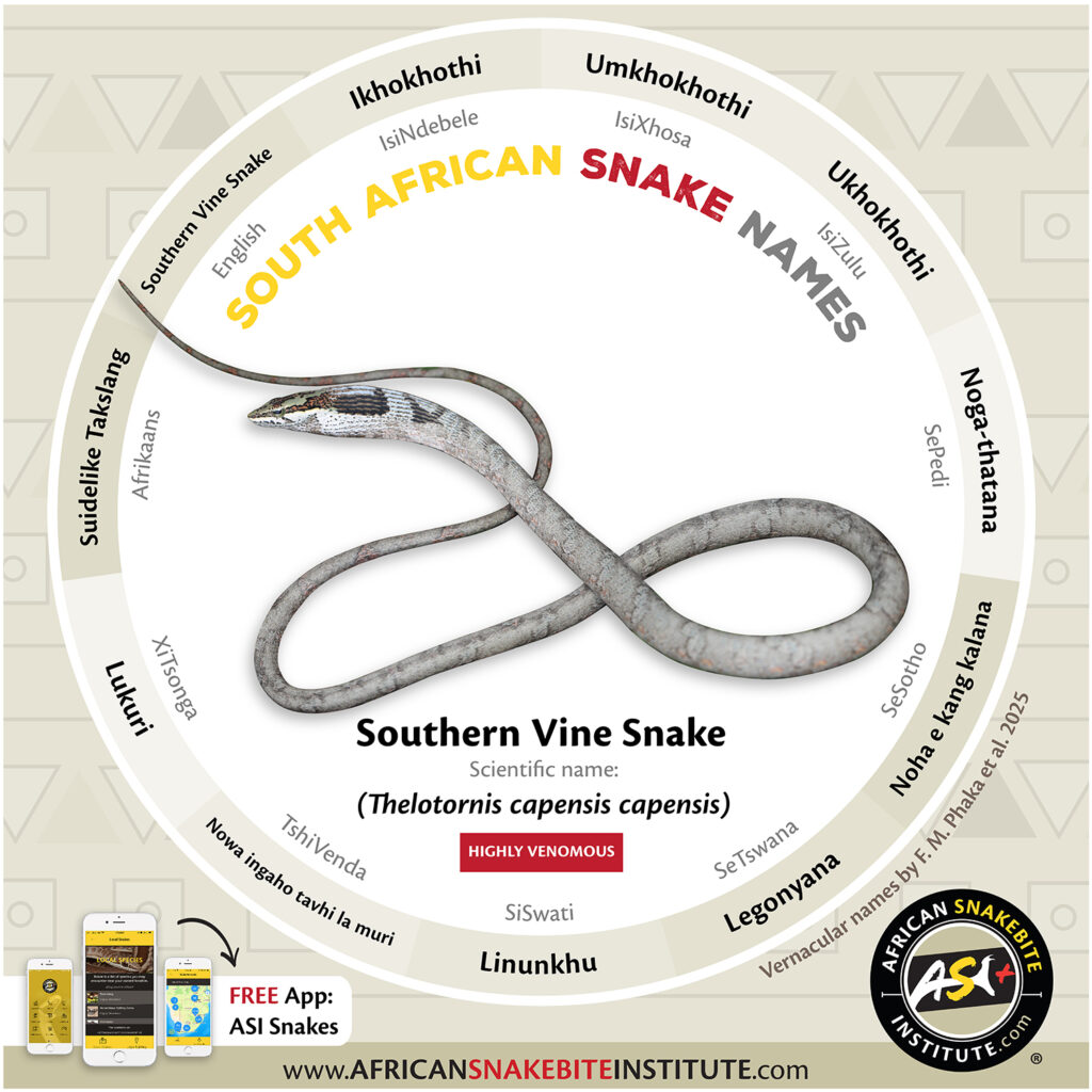 Southern Vine Snake - African Snakebite Institute