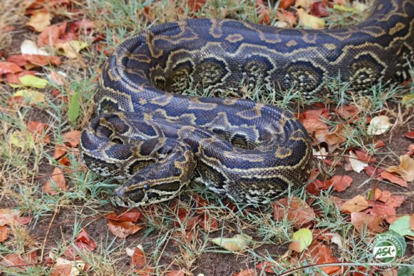 Pythons of Africa - African Snakebite Institute