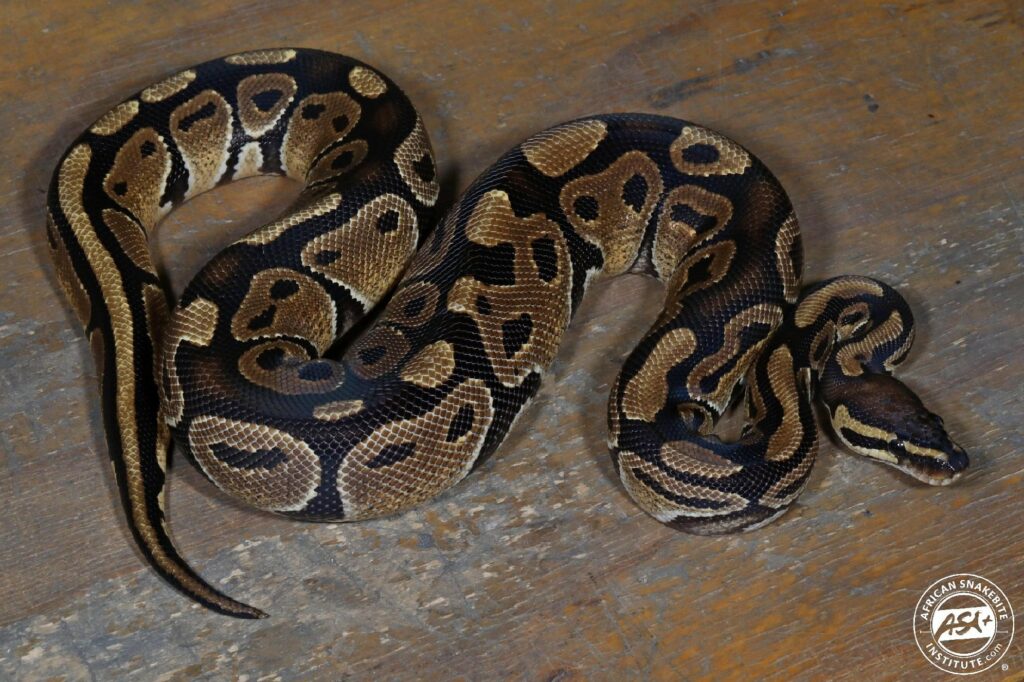 Pythons of Africa - African Snakebite Institute