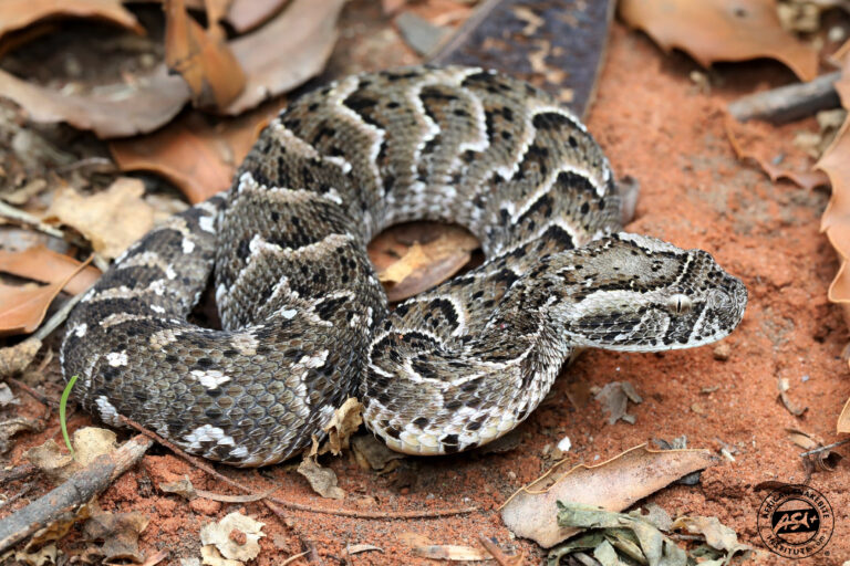 First aid for Snakebite - African Snakebite Institute