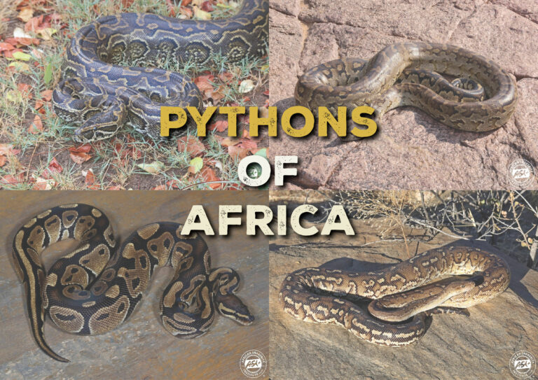 Pythons of Africa - African Snakebite Institute