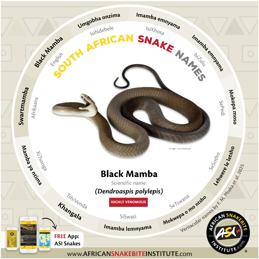 Local Snake Names - African Snakebite Institute