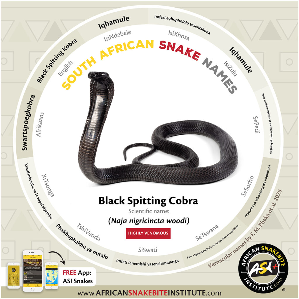 Black Spitting Cobra - African Snakebite Institute