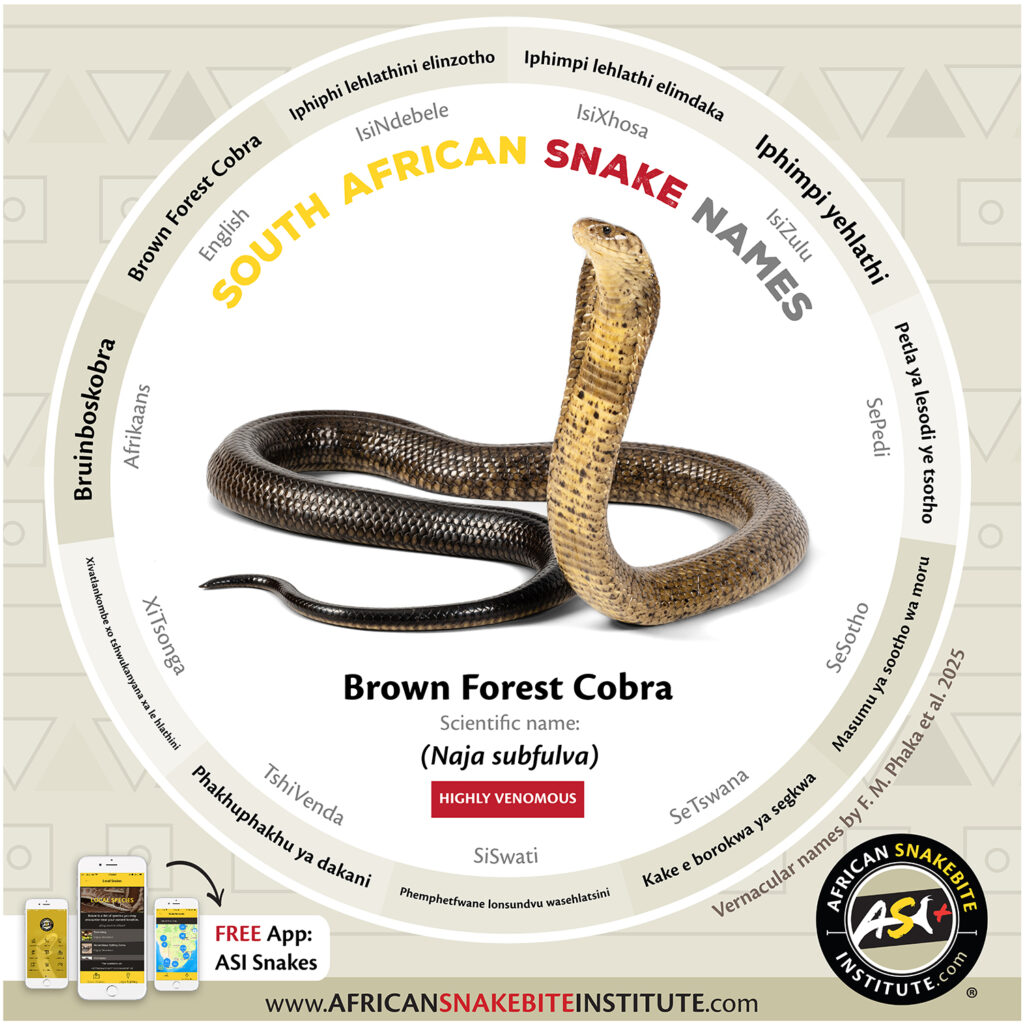 Brown Forest Cobra - African Snakebite Institute