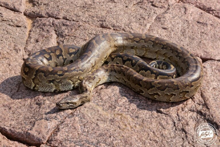 Pythons of Africa - African Snakebite Institute