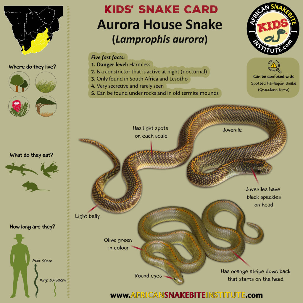 Kids' Snake Cards - Southern Africa - African Snakebite Institute