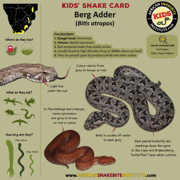 Kids' Snake Cards - Southern Africa - African Snakebite Institute