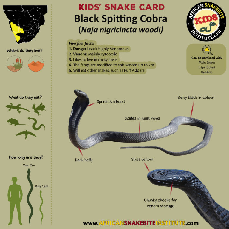 Kids' Snake Cards - Southern Africa - African Snakebite Institute