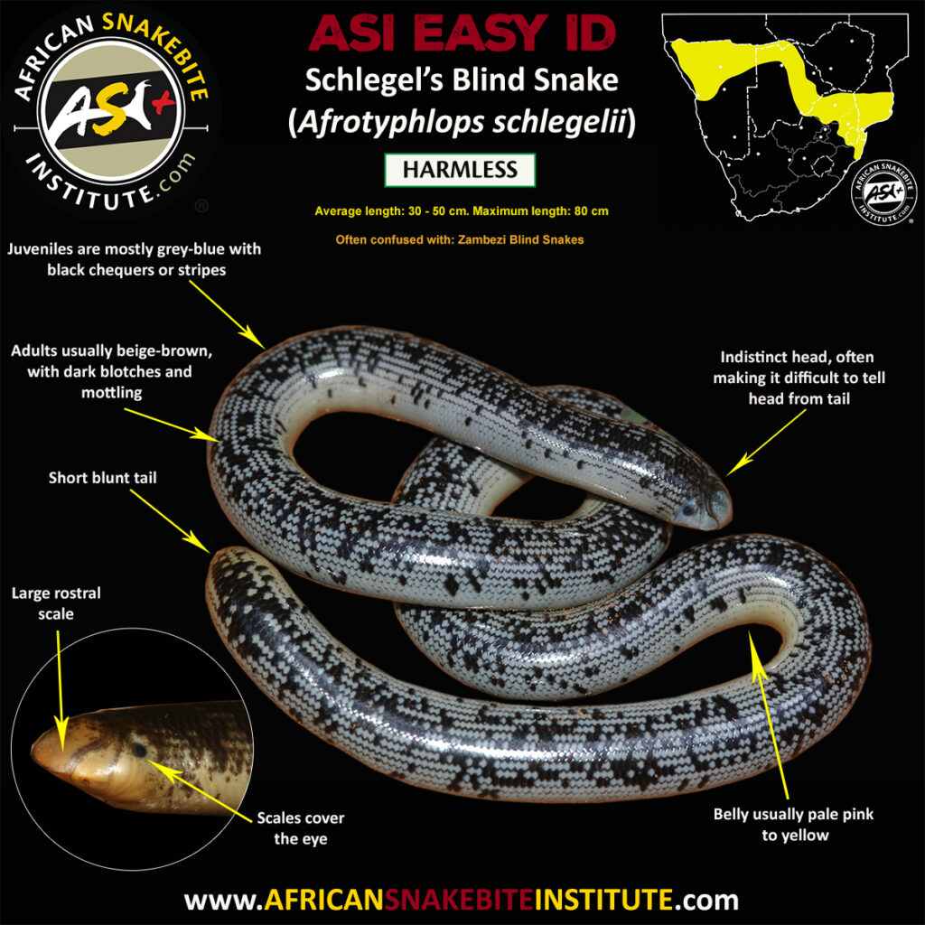 Easy ID's - Southern Africa - African Snakebite Institute