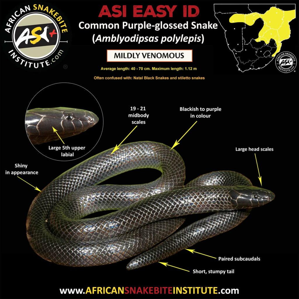 Easy ID's - Southern Africa - African Snakebite Institute