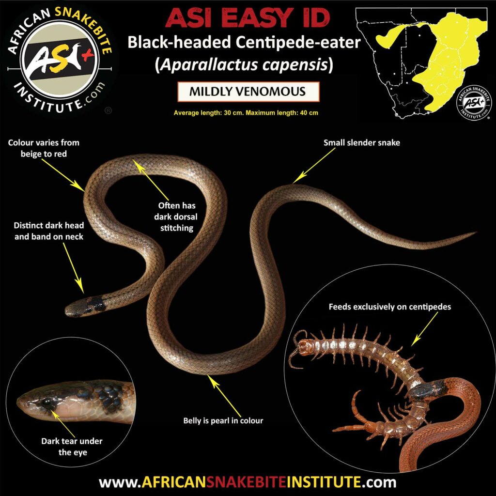 Easy ID's - Southern Africa - African Snakebite Institute