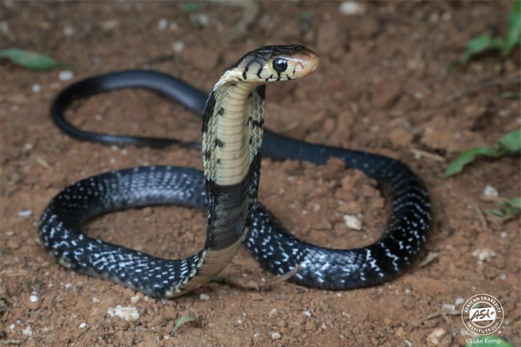 Forest Cobras - African Snakebite Institute