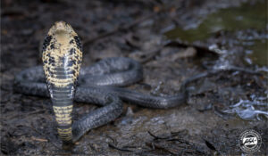 Forest Cobras - African Snakebite Institute