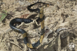 Forest Cobras - African Snakebite Institute