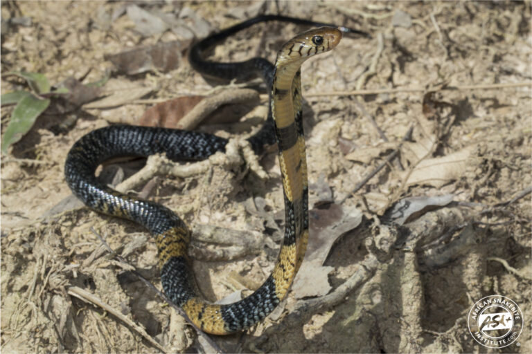 Forest Cobras - African Snakebite Institute