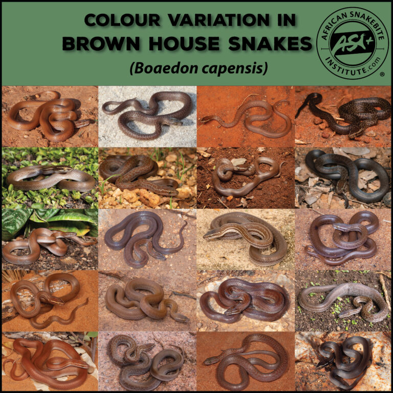 Colour variation in Brown House Snakes - African Snakebite Institute