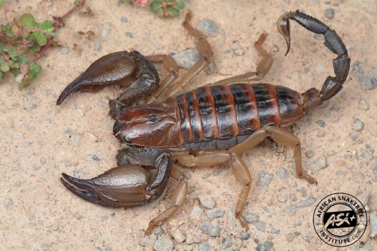 Scorpions - African Snakebite Institute
